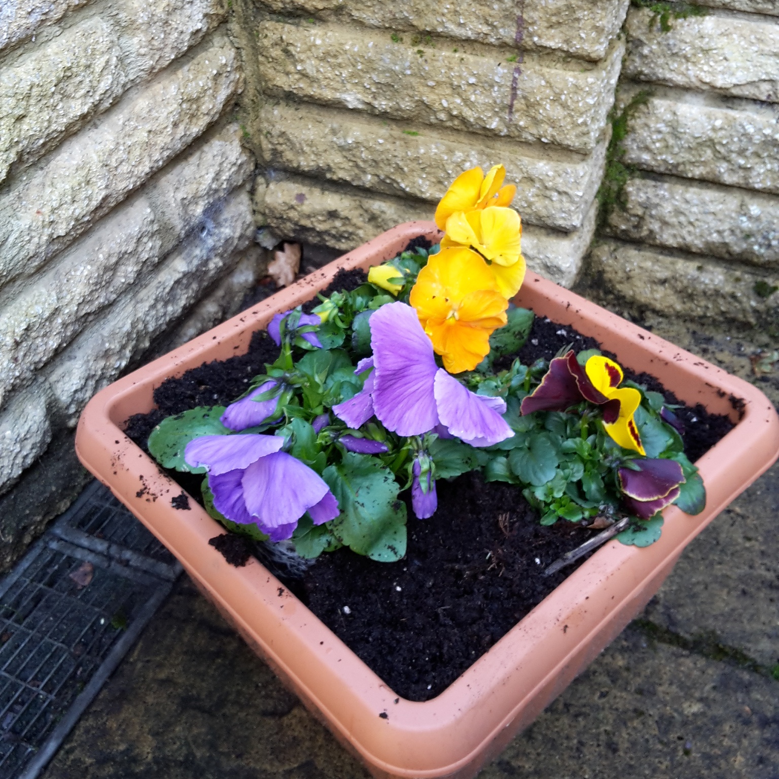 Pottering And Potting With Pansies - Boo & Maddie