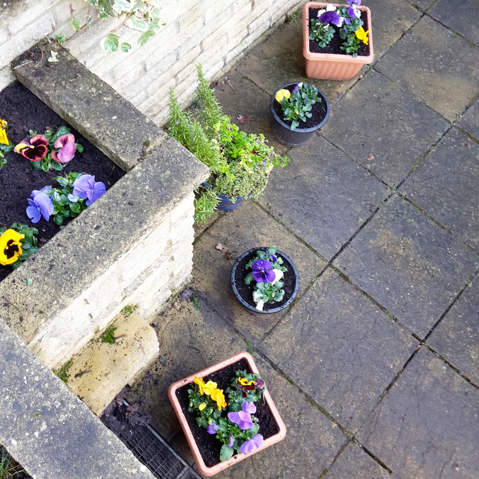 Pottering And Potting With Pansies - Boo & Maddie