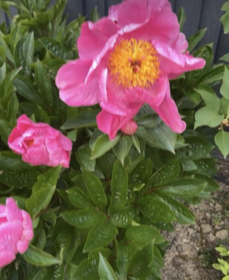 Care Tips For Long-Lasting Peonies - Boo & Maddie