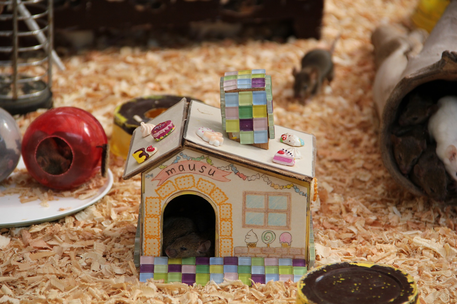 Hear Them But Can't See Them? Here's How To Get Rid Of Pests In Your ...
